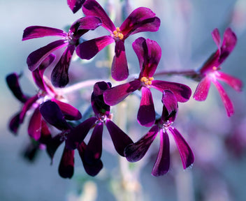 Umcka® Cold & Flu†† Products | Nature's Way®